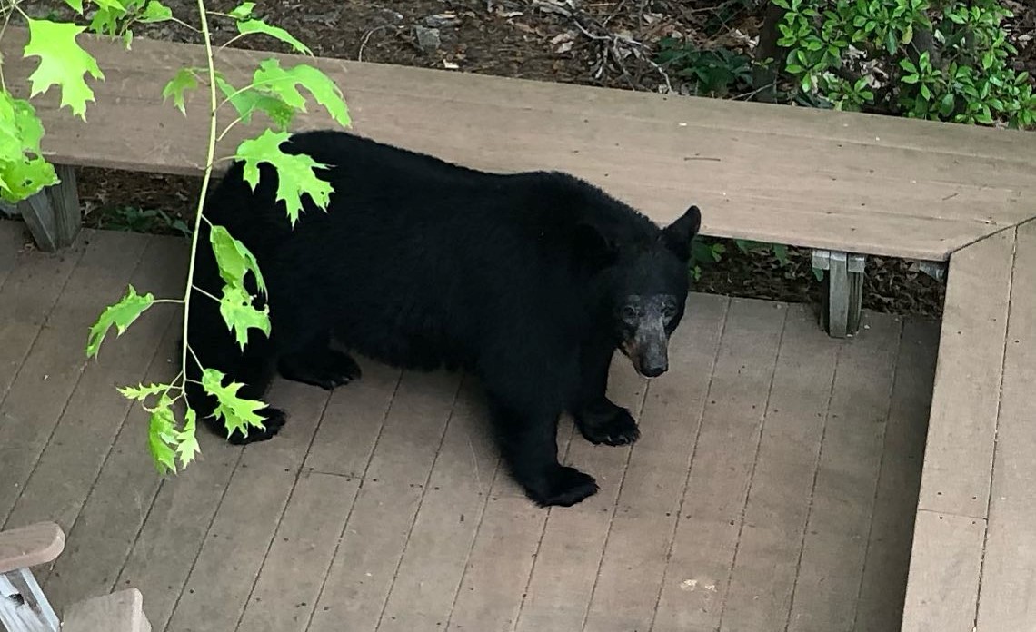Bear Corner Chalet Gatlinburg TN - Cabins By Joy