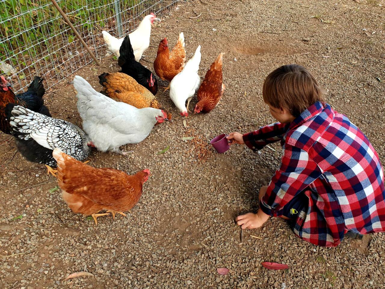 Fig Tree Farm Stay Near Brisbane - Fig Tree Farm Stay