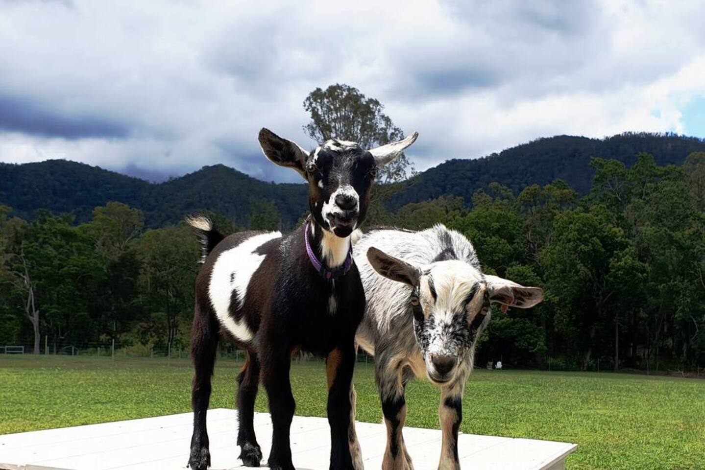 Fig Tree Farm Stay - Interactive Farm Stay Near Brisbane