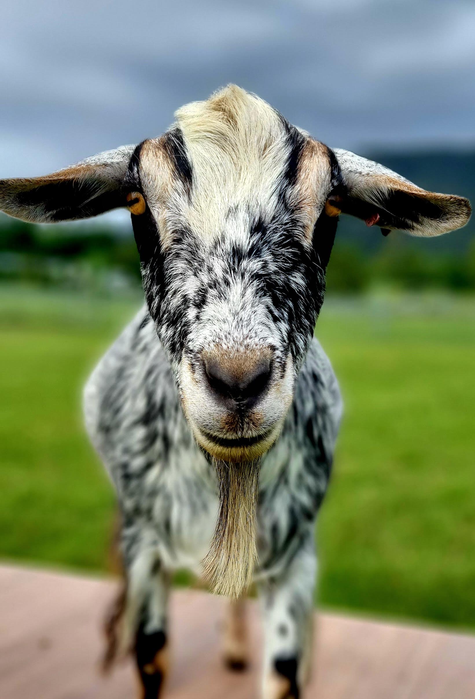 Fig Tree Farm Stay - Interactive Farm Stay Near Brisbane