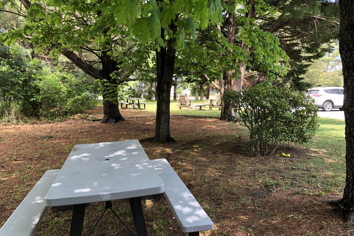 Palm Tree Room - Mar Bella - Rehoboth Beach