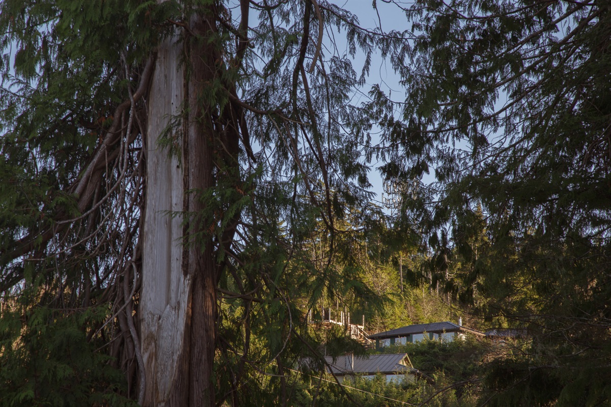 Eagle View House - Tofino Vacation Rentals
