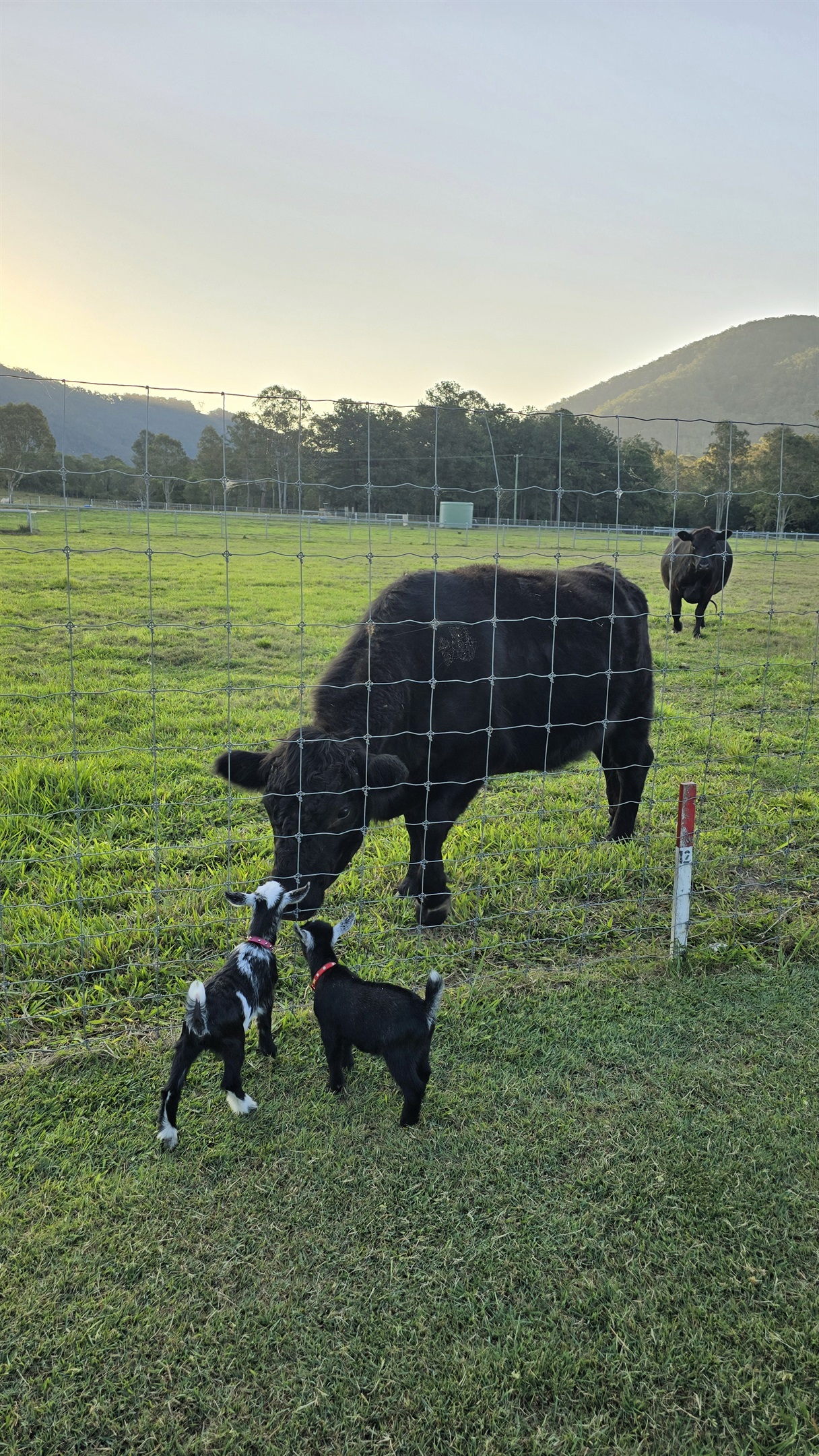 Fig Tree Farm Stay - Interactive Farm Stay Near Brisbane