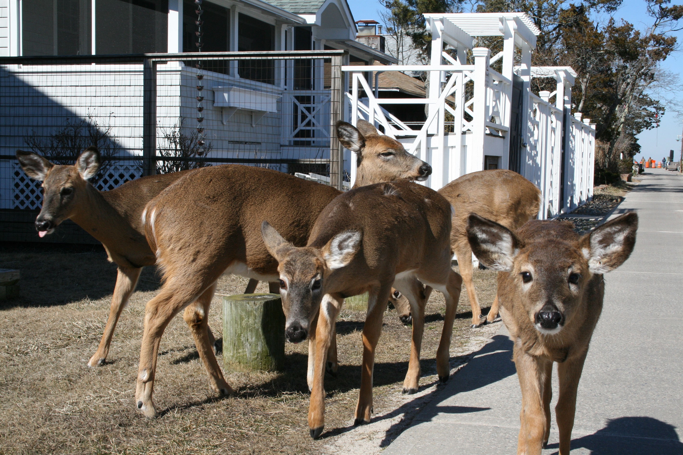 Firefly Haven - Firefly Haven