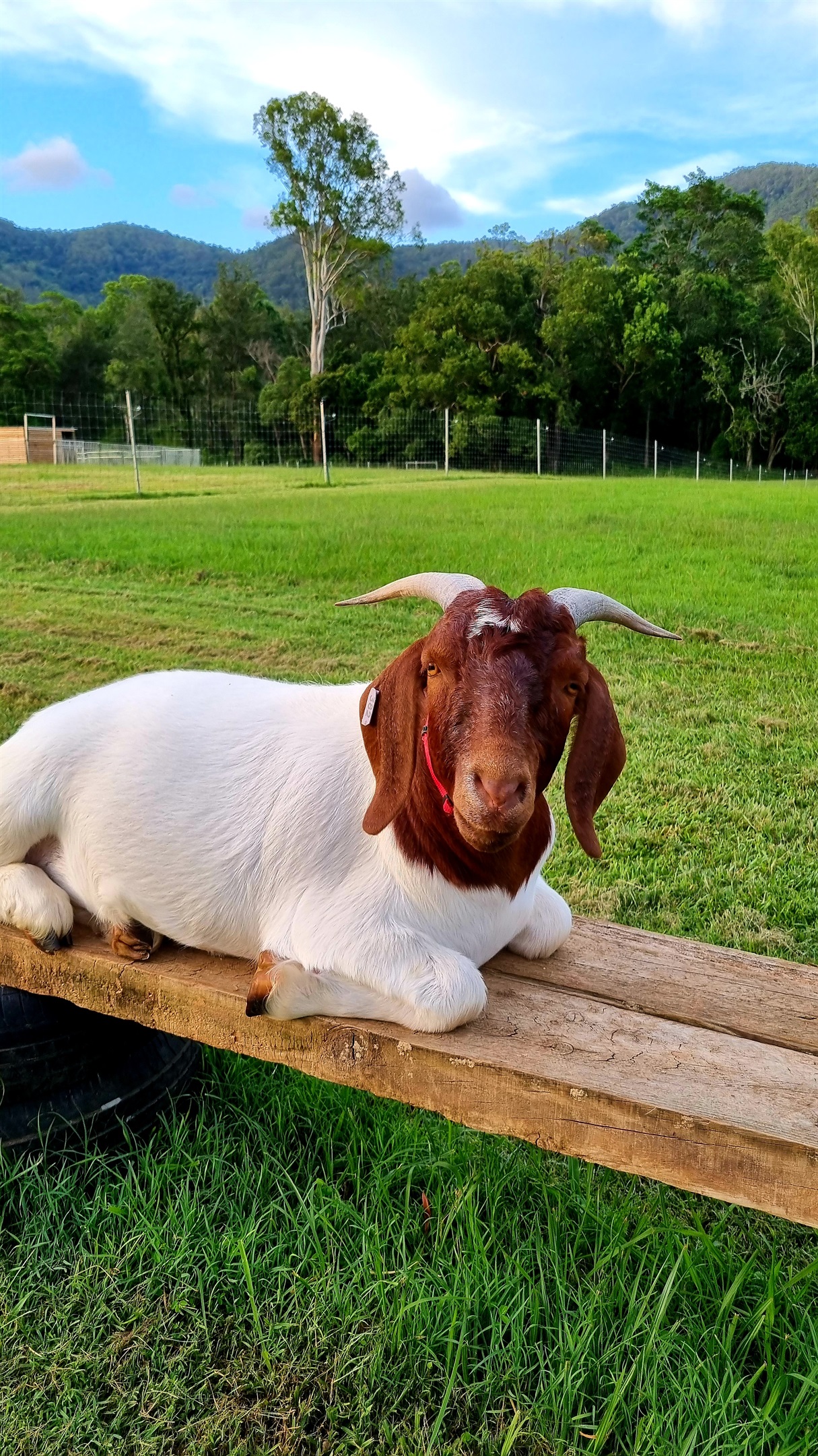 Fig Tree Farm Stay - Interactive Farm Stay Near Brisbane