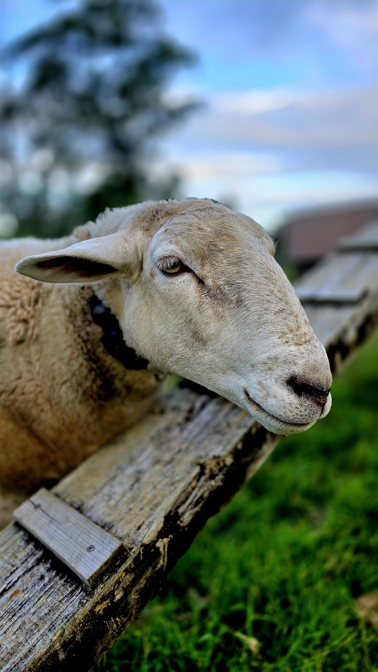 Fig Tree Farm Stay - Interactive Farm Stay Near Brisbane