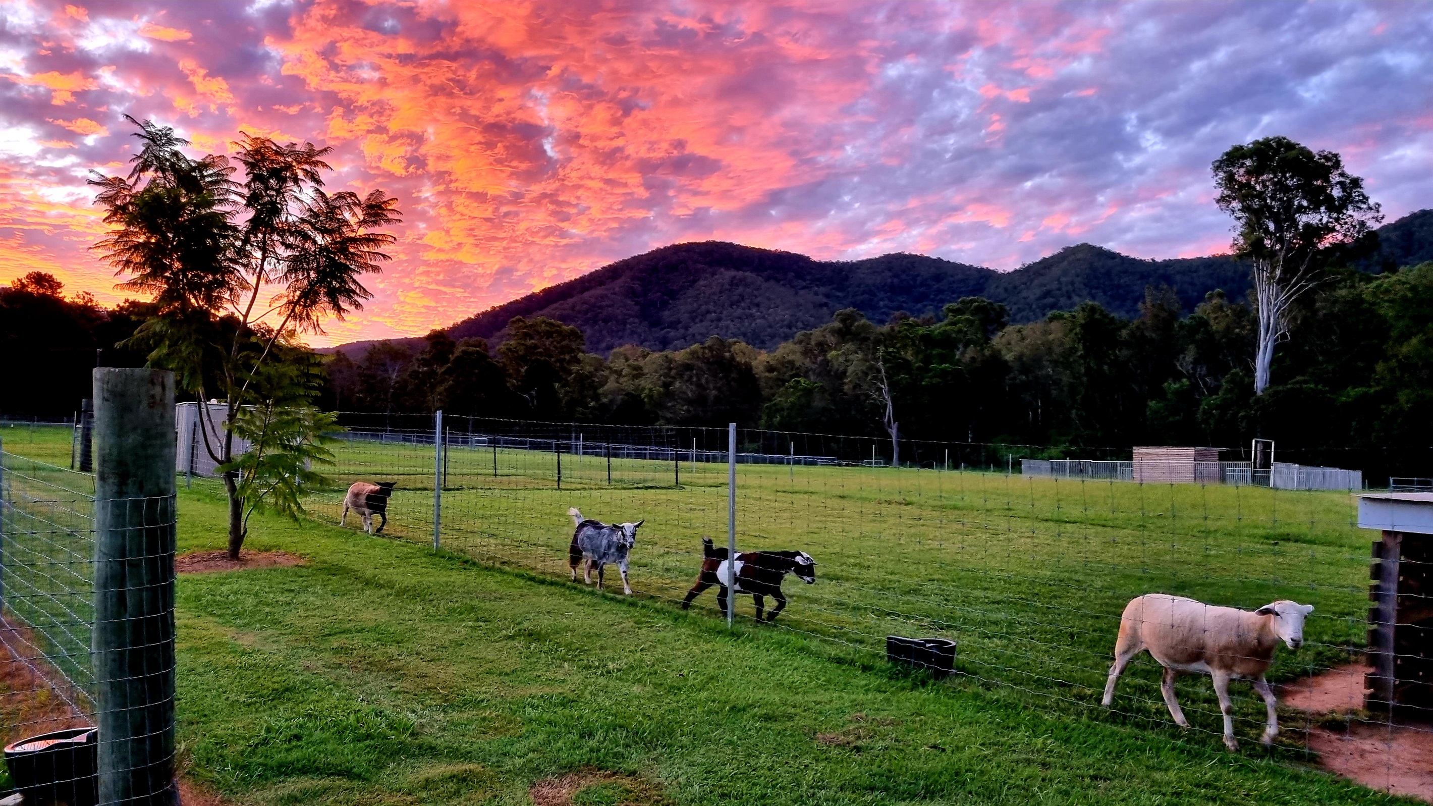 Fig Tree Farm Stay - Interactive Farm Stay Near Brisbane